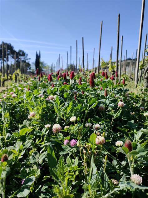 2020 Cornas Beaune Imports