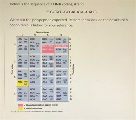 Solved Below Is The Sequence Of A Dna Coding Strand 5