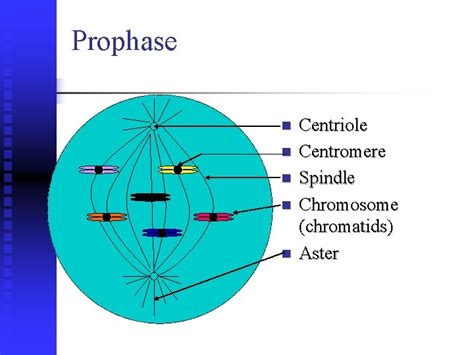 Cell Reproduction The Cell Cycle Interphase Divided Into