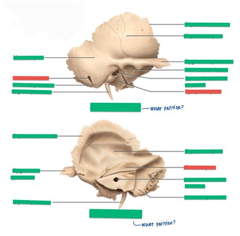 Skull Right Temporal Bone Diagram Quizlet
