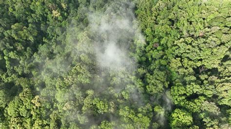 Tropical Forests Can Absorb Large Amounts Of Carbon Dioxide From The