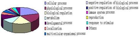 Gene Ontology GO Classifications Of Biological Processes Of TEAD1