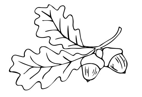 Premium Vector Graphic Sketch Of An Oak Tree Branch With Acorns