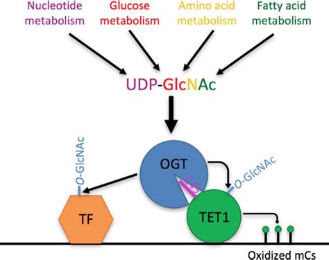 Figures And Data In Ogt Binds A Conserved C Terminal Domain Of Tet1 To Regulate Tet1 Activity