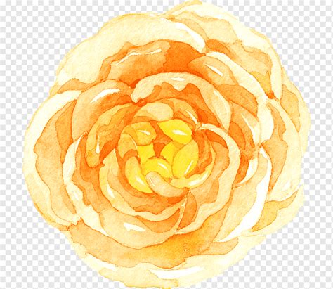 수채화 꽃 수채화 꽃 노란색 큰 꽃 Png Pngwing