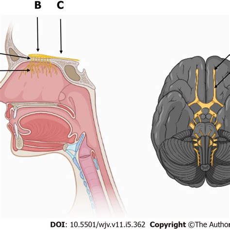 Olfactory Pathway And Its Components A Fillets Of The Olfactory