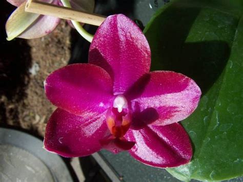 Phal Mituo Sun King Orchid Board Most Complete Orchid Forum On The