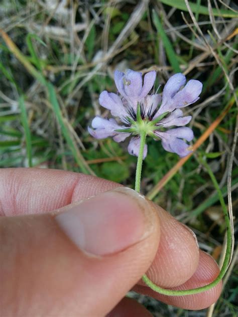 Wild Life Small Scabious