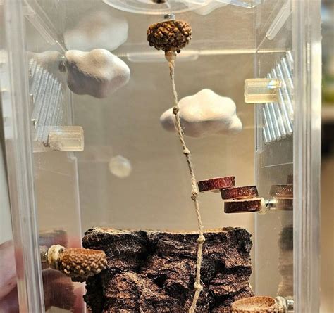 Acorn Jungle Rope Jumping Spider Magnetic And Moveable Etsy