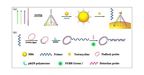 Aptamer Pendant Dna Tetrahedron Nanostructure Probe For Ultrasensitive