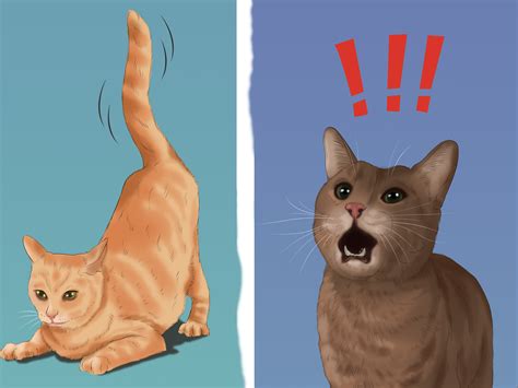 How To Determine The Sex Of A Cat 7 Steps With Pictures