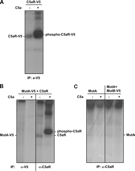 Complement Component 5a Receptor Oligomerization And Homologous