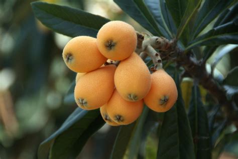 Мушмула (Eriobotrya japonica): як це, догляд і багато іншого | всі дерева