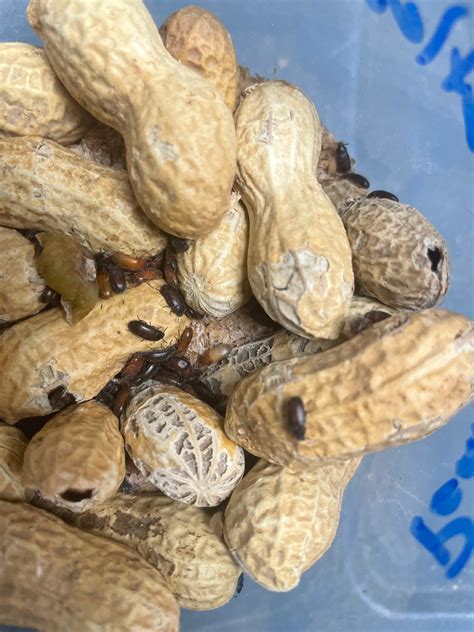 Peanut Beetle Colony Ulomoides Dermestoides