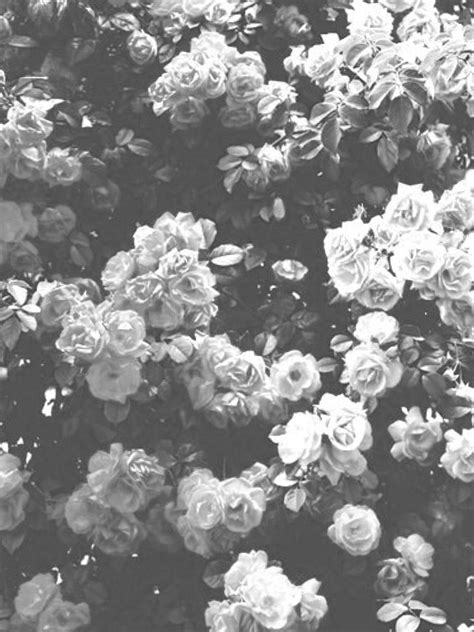 Black And White Flowers Wallpapers Wallpaper Cave