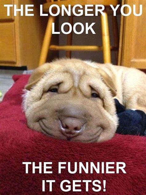 Rules Of The Jungle Lol Pictures Of Funny Dogs