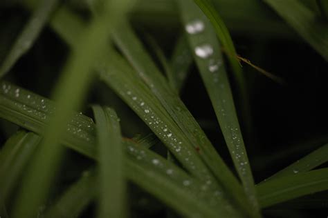 คลังภาพถ่ายฟรีของ กลางแจ้ง การถ่ายภาพมาโคร การเจริญเติบโต คลอโรฟีลล์ ความงามของธรรมชาติ