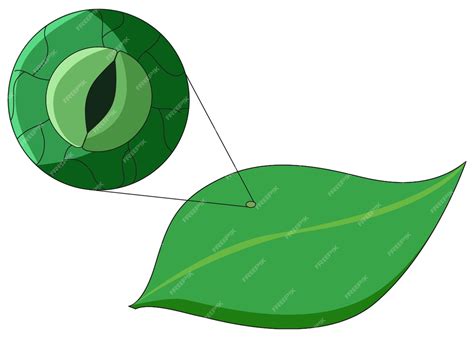 Premium Vector Stomata In Leaves