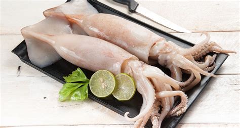 Calamar : tout savoir sur le calamar