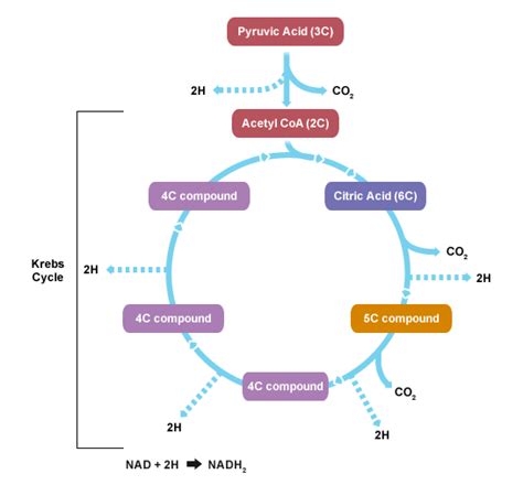 89 The Krebs Cycle Biology Notes For A Level