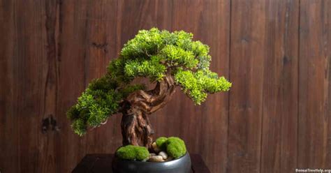 How Much Does A Bonsai Tree Grow Per Year Bonsai Tree Help