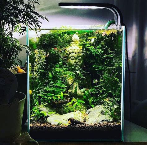 Hidden Buddha Scape Follow Our Instagram Account Aquascaperorg Facebook Facebook