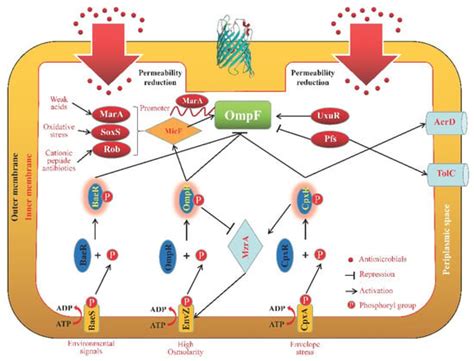 Outer Membrane Porins Contribute To Antimicrobial Resistance In Gram