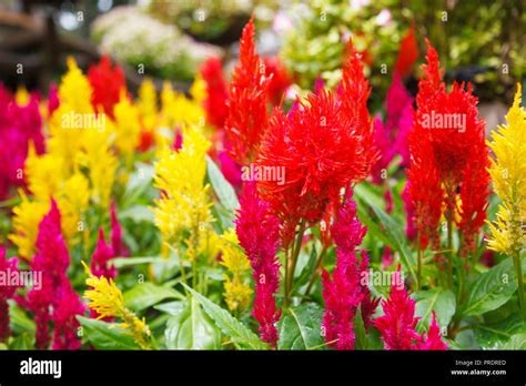 Varieties Of Colorful Celosia Plumosa Flower Commonly Known As The