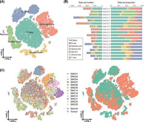 Cell Type Identification In The Smc Dataset A T Sne Plot Of 34558