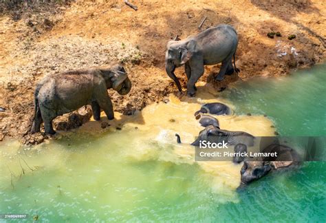 태국 수랏타니 국립공원에서 야생 코끼리 가족과의 만남 강에 대한 스톡 사진 및 기타 이미지 Istock