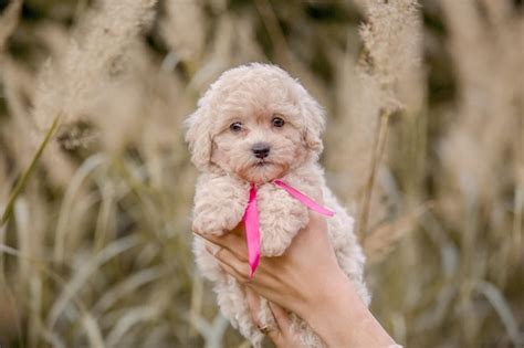 Premium Photo Adorable Maltese And Poodle Mix Puppy Or Maltipoo Dog