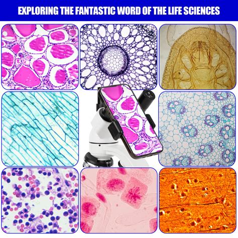 Compound Binocular Microscope Wf10x And Wf25x Eyepieces