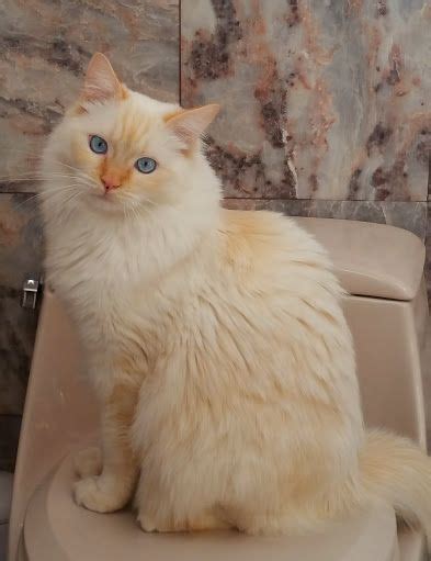 Cream Point Ragdoll Cat