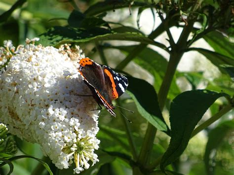 Kwiaty Motyl Zapylanie Darmowe zdjęcie na Pixabay Pixabay