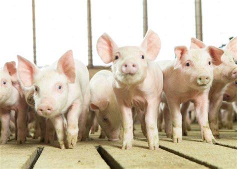 Global Pork Production Profitability Returns But Risks Remain