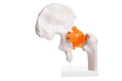 Human Hip Joint Model With Ligaments At Rs 1652 Biological Models In
