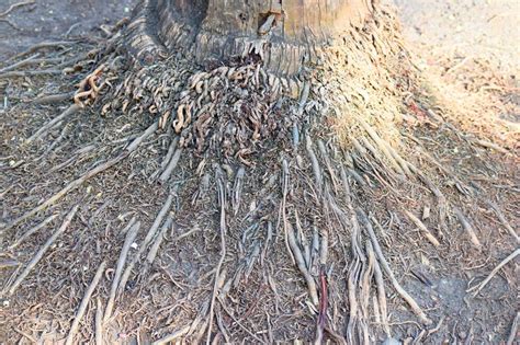 Fibrous Or Adventitious Root System Of Coconut Or Palm Tree Stock Photo Image Of Arecacea