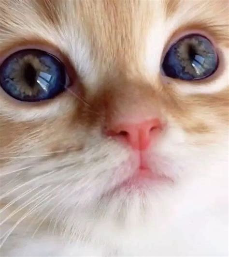 اجمل صور قطط كيوت مميزة باهي نت