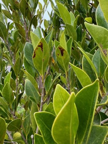 Ficus Nitida Issue In The Pests And Diseases Forum