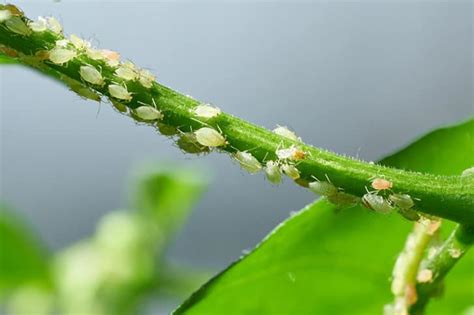 Growing Celery Best Varieties Planting Guide Care Problems And Harvest