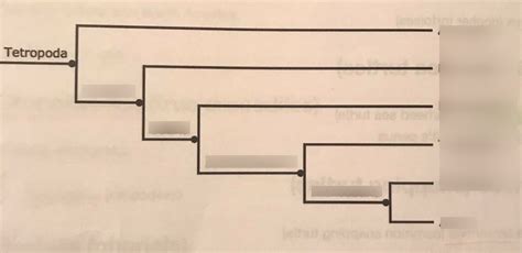 Tetrapod Phylogeny Diagram Quizlet