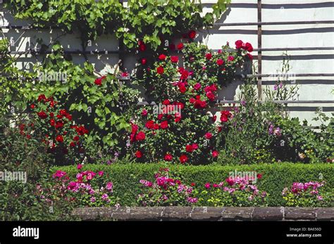 House Facade Trellis Climbing Plants Garden Flowers Detail Lives Residence House Wall Wood