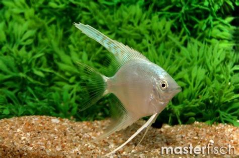 Skalar Weiss Platinum Pterophyllum Scalare Aquaristik