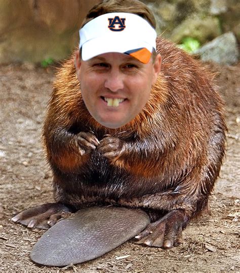 Hugh Freeze Beaver Fark Request Fark Board