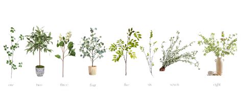 Bringing The Outdoors In My Favourite Indoor Trees — Tiffany Leigh Design