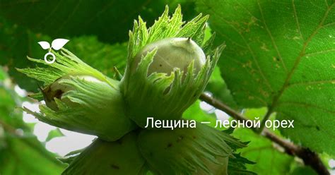 Лещина — лесной орех. Выращивание, посадка и уход. Размножение. Сорта ...