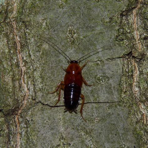 Wood Cockroach Dendroica Cerulea Flickr