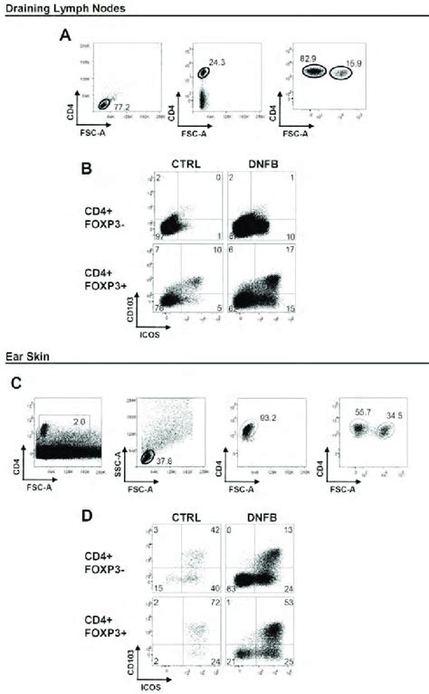 Facs Analysis Of Skin Infiltrating Cd4 Foxp3 Treg Cells In A Murine
