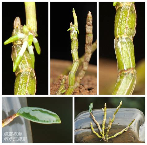 铜皮石斛图册 360百科