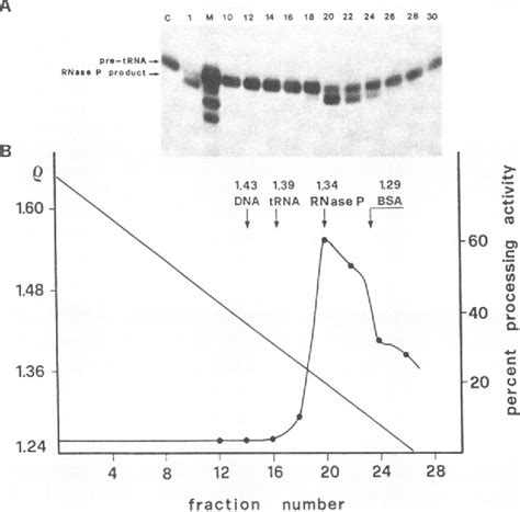 Figure 2 From An Rna Molecule Copurifies With Rnase P Activity From